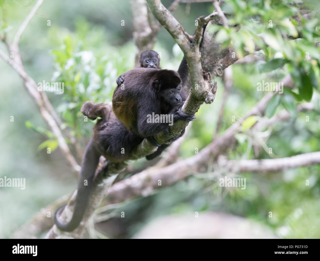 Howler monkey family in tree canopy Stock Photo - Alamy