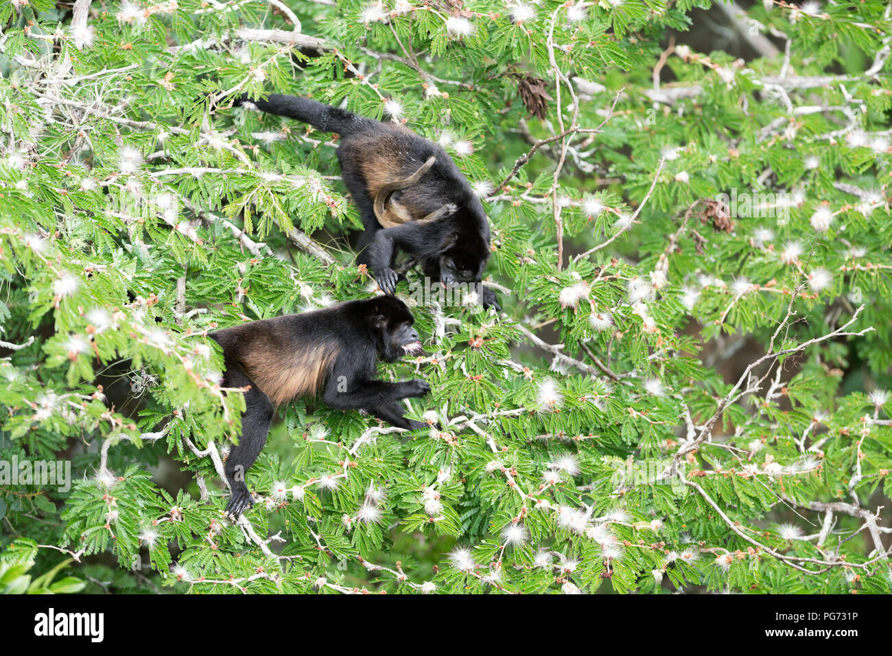 Howler monkey family in tree canopy Stock Photo - Alamy