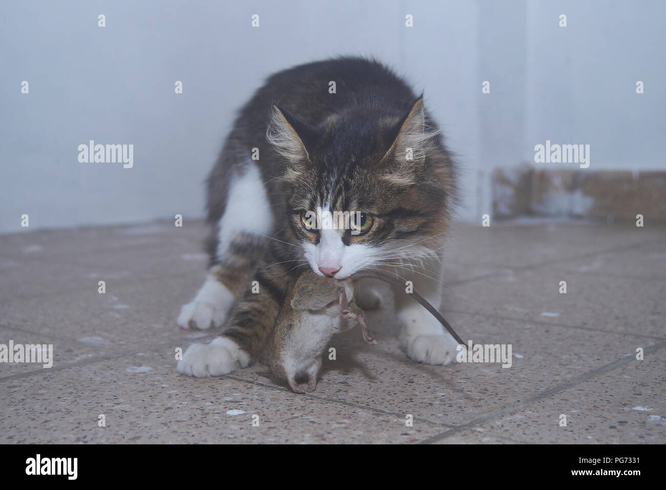 cat are hunting and play with mice Stock Photo - Alamy