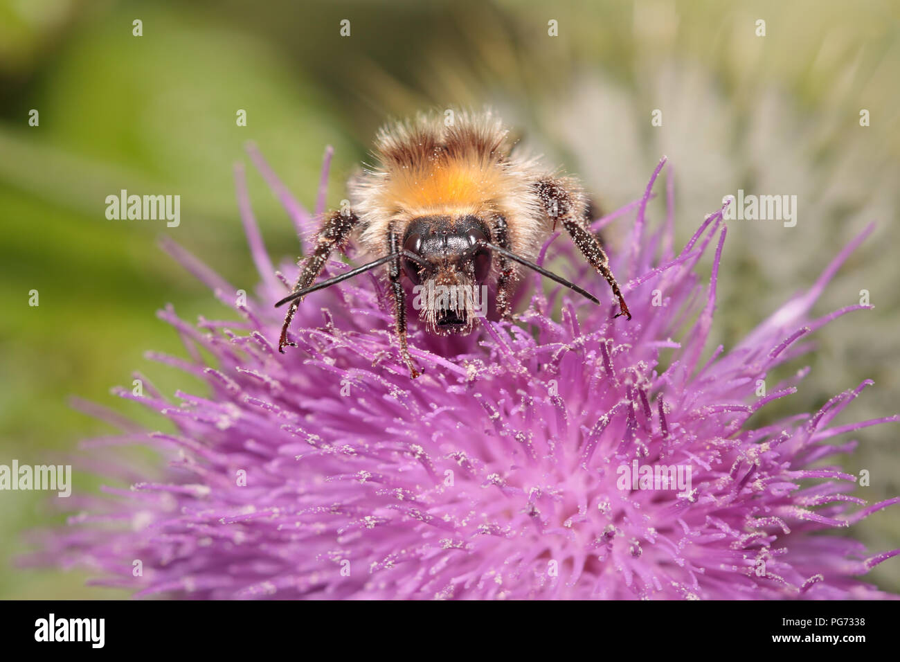 Macro of a bumblebee covered with pollen Stock Photo - Alamy