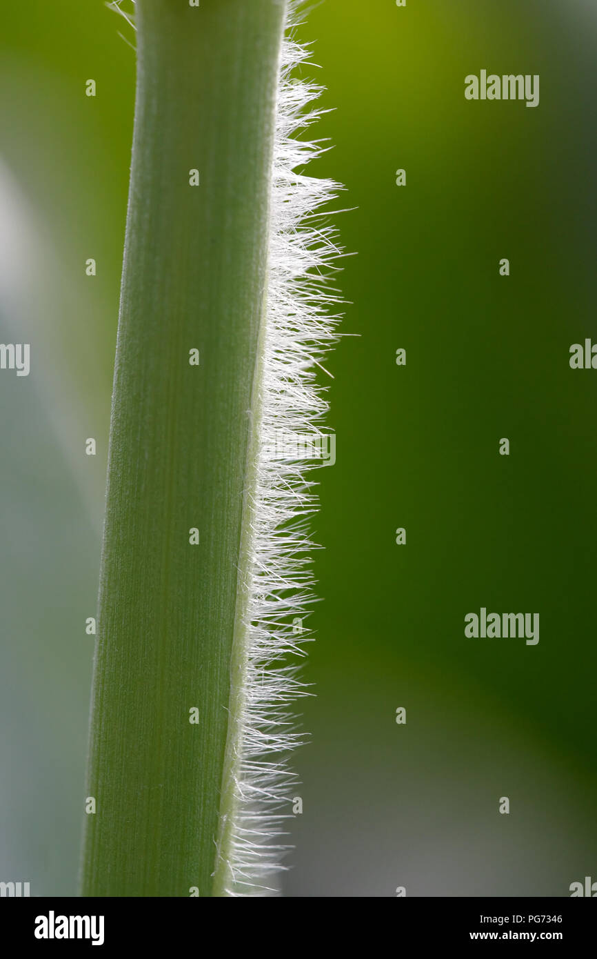 Haiy hi-res stock photography and images - Alamy