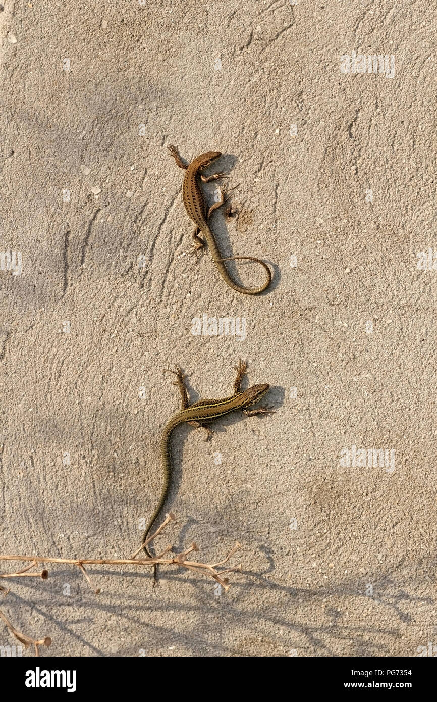 European wall lizards hi-res stock photography and images - Alamy