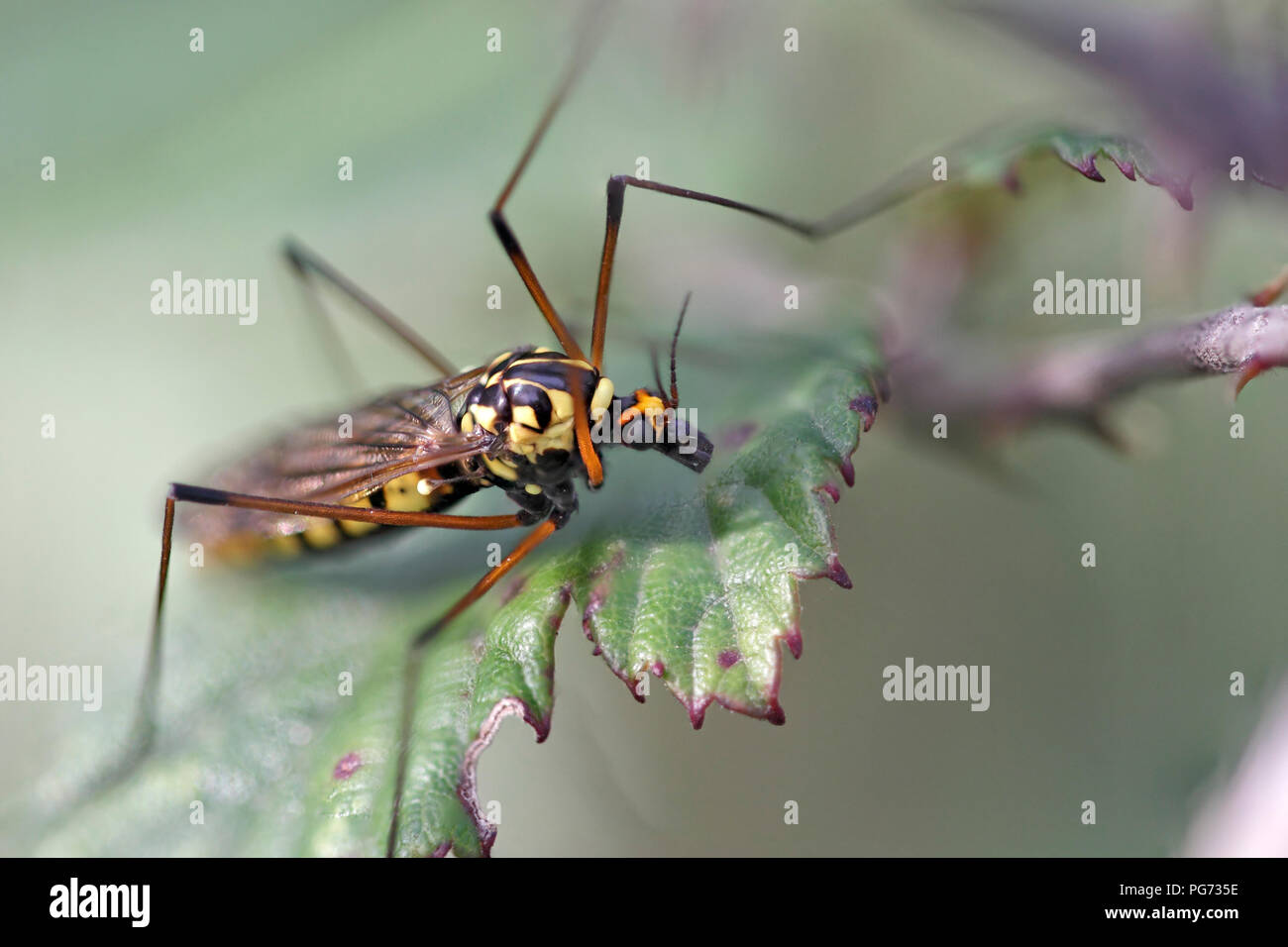 Mosquito antennas hi-res stock photography and images - Alamy