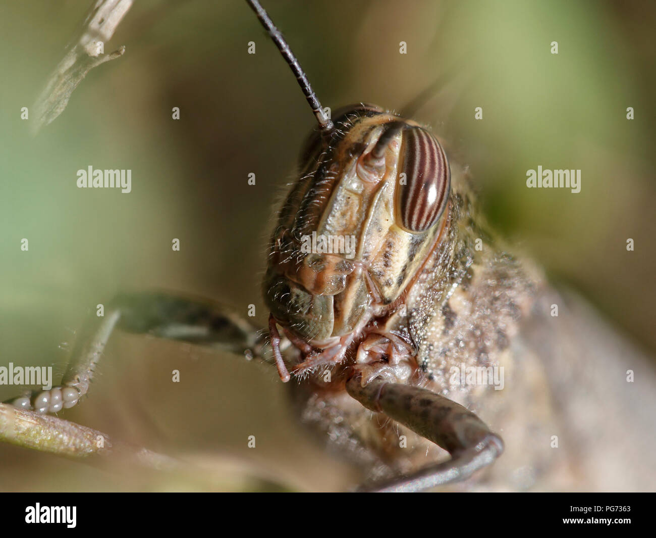 Detailed grasshopper head macro. Beautiful light from a portuguese ...
