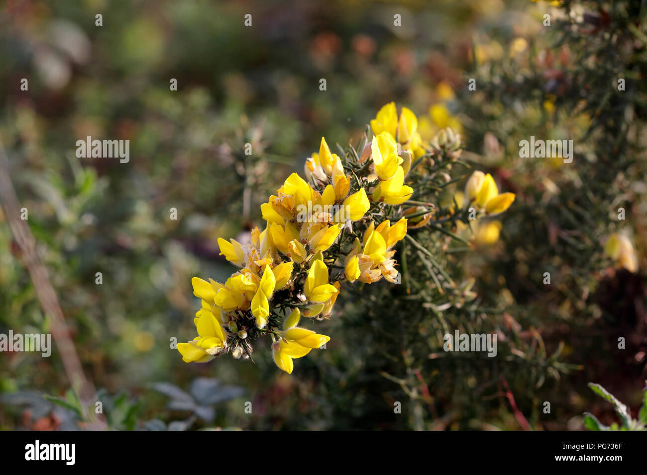 Wild yellow thorny flowers with beautiful light. Northern portuguese ...