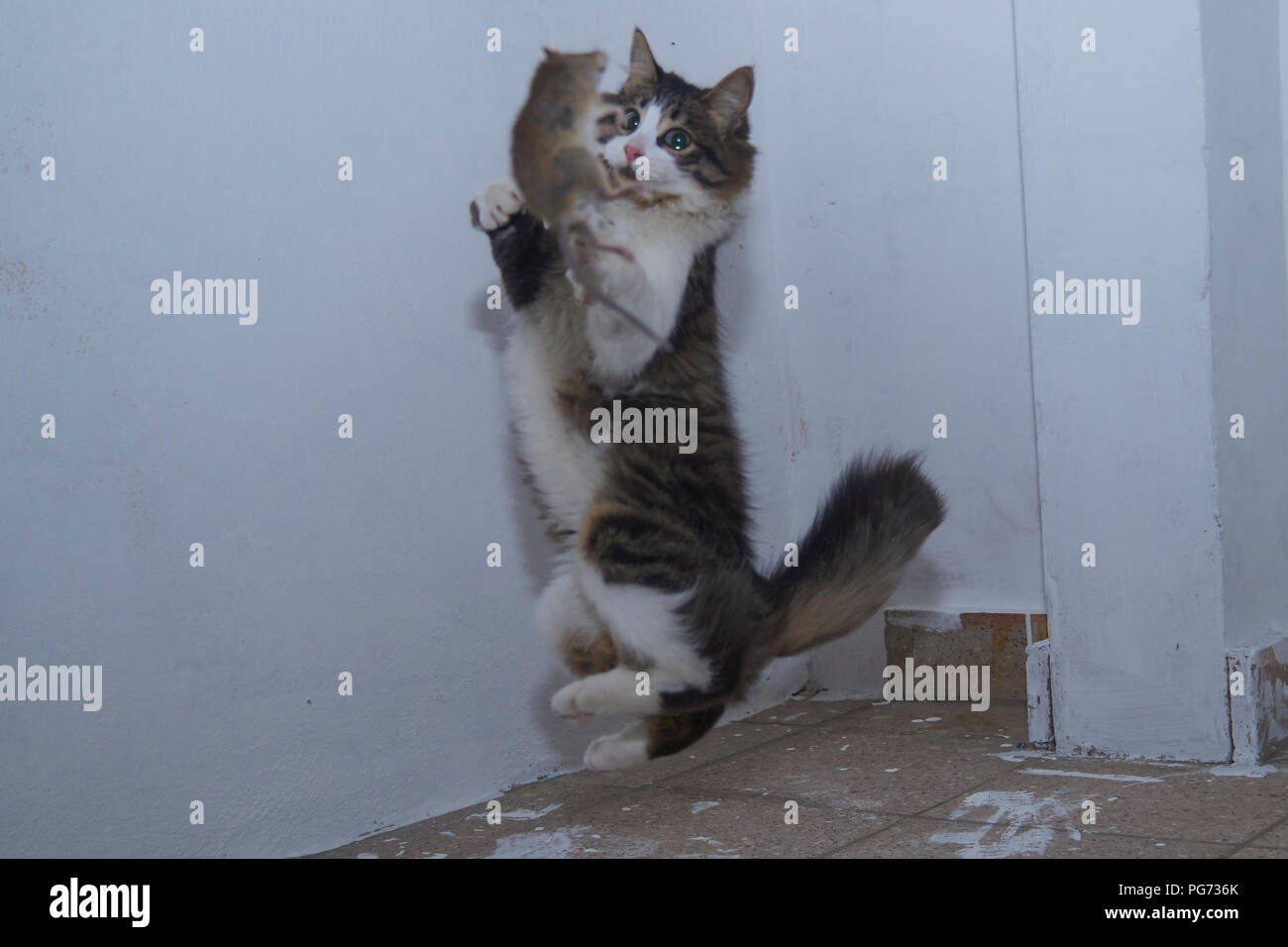 cat are hunting and play with mice Stock Photo - Alamy