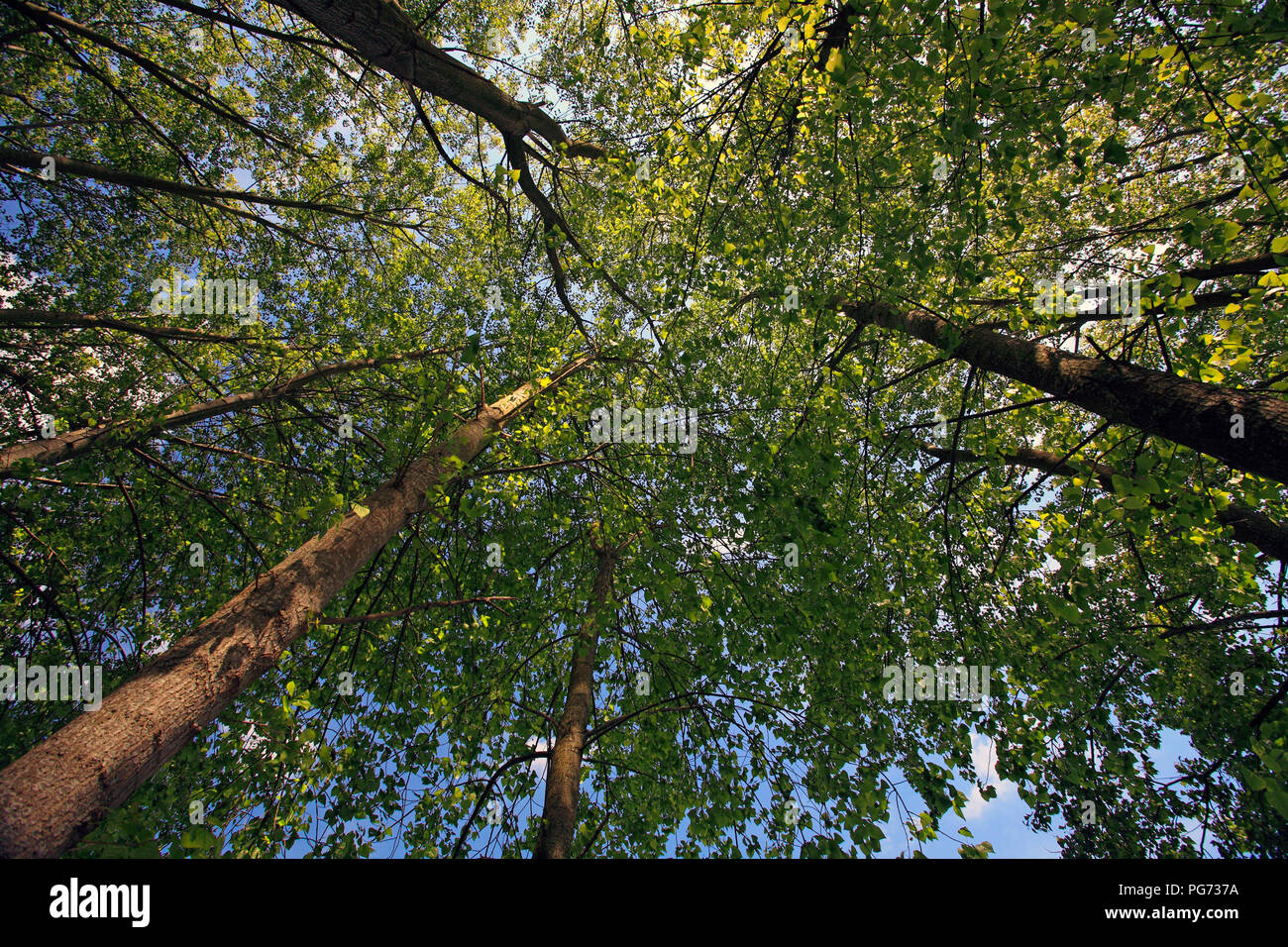 Beautiful green trees spring background with interesting light Stock ...