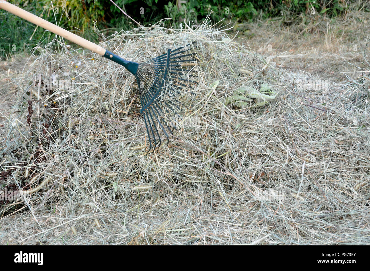 cleaning of dry grass by rakes on the backyard Stock Photo - Alamy