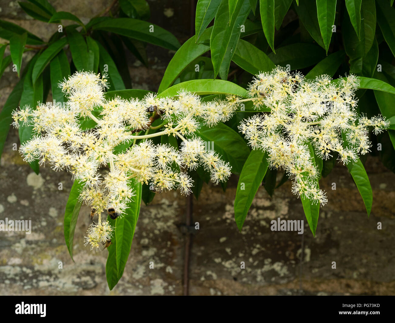 Close up of the late summer flowers of the hardy, self clinging climber ...