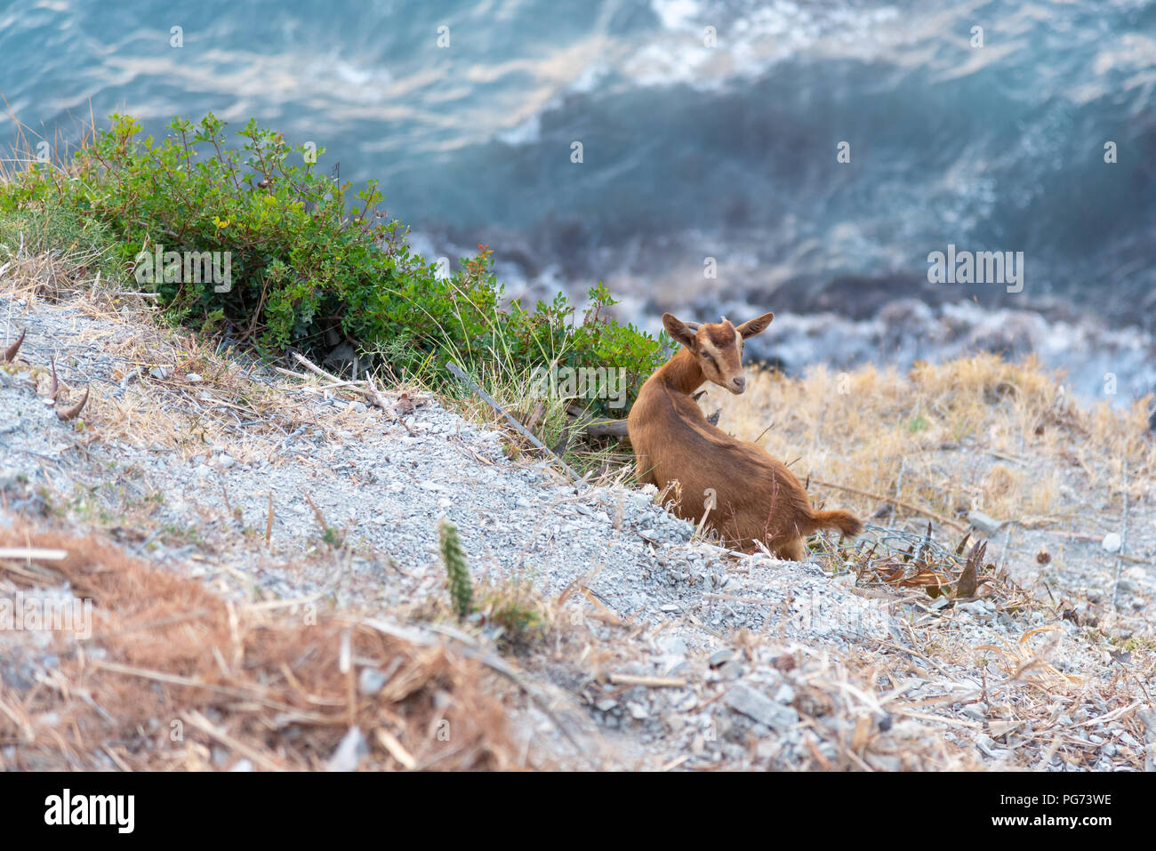 Sea goat hi-res stock photography and images - Alamy