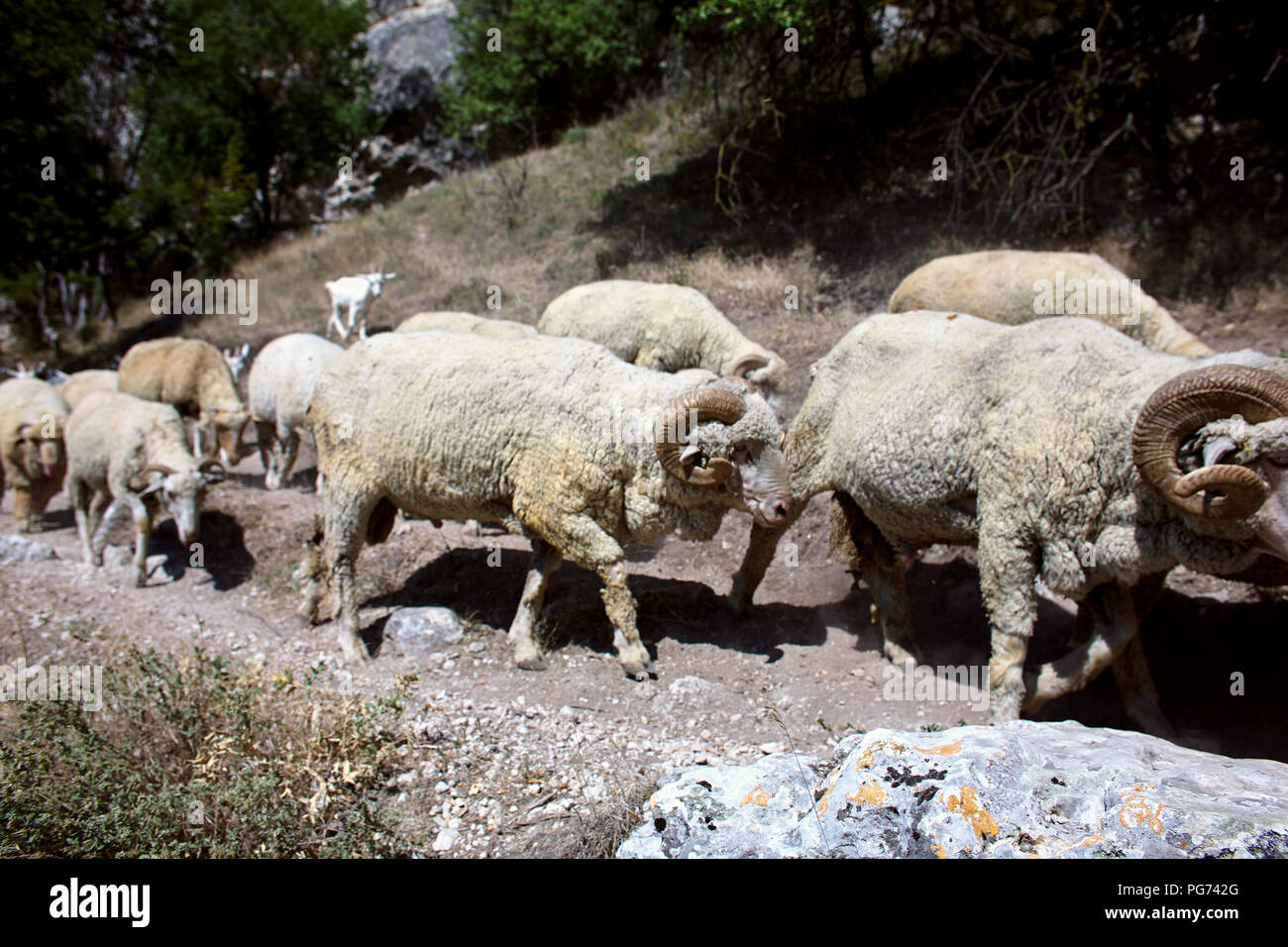 mountain trail. Rams. herd. Shepherd Stock Photo - Alamy