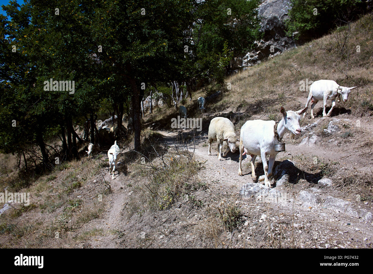 Breeding rams hi-res stock photography and images - Alamy