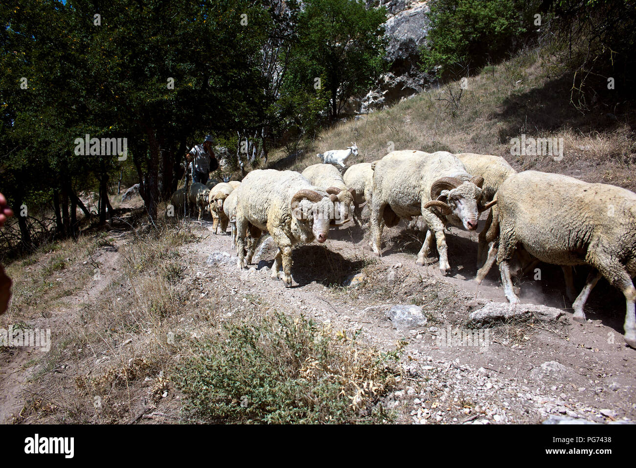 Shepherd rams hi-res stock photography and images - Alamy