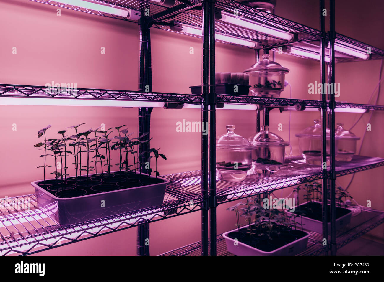 selective focus of potted plants on shelves in biotechnology laboratory ...