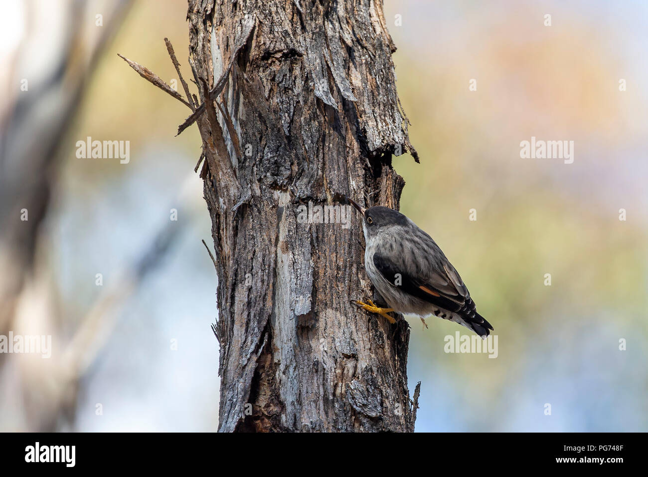 Varied Sittella (Daphoenositta chrysoptera) race "chrysoptera Stock ...