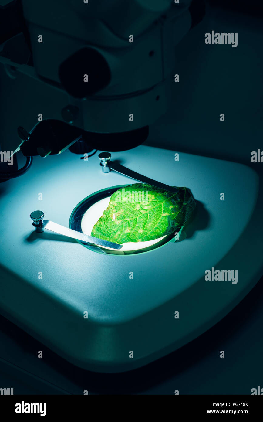 close up view of green leaf under microscope in modern agro laboratory ...