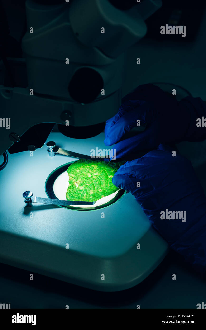Leaf under microscope hi-res stock photography and images - Alamy
