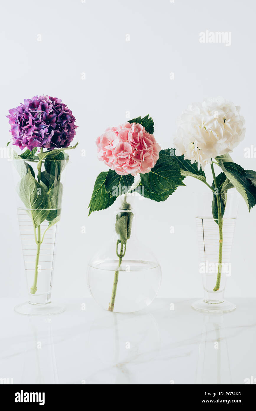 blooming flowers of hydrangea in vases, on white Stock Photo - Alamy