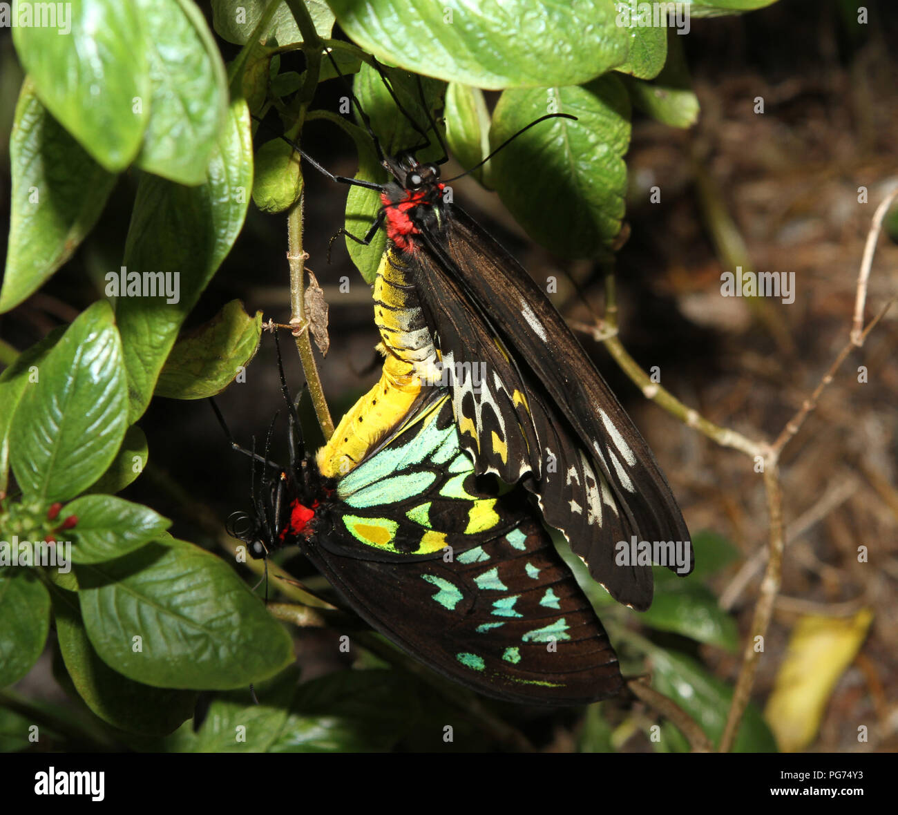 Monarch butterfly mating hi-res stock photography and images - Alamy