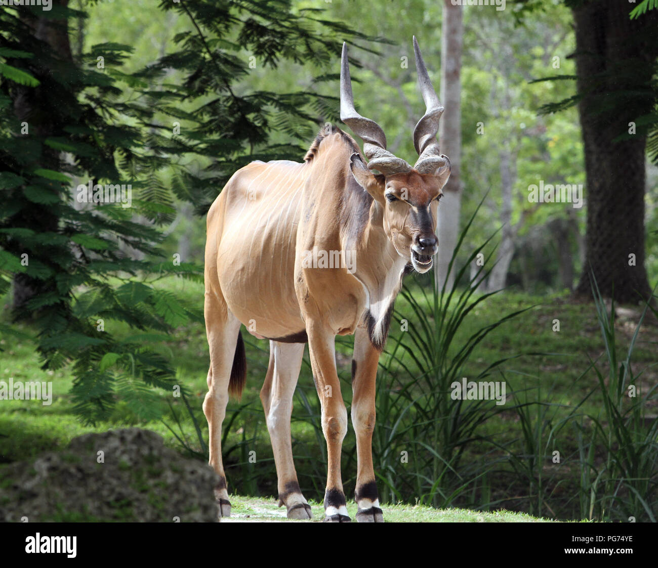 Eland goat hi-res stock photography and images - Alamy