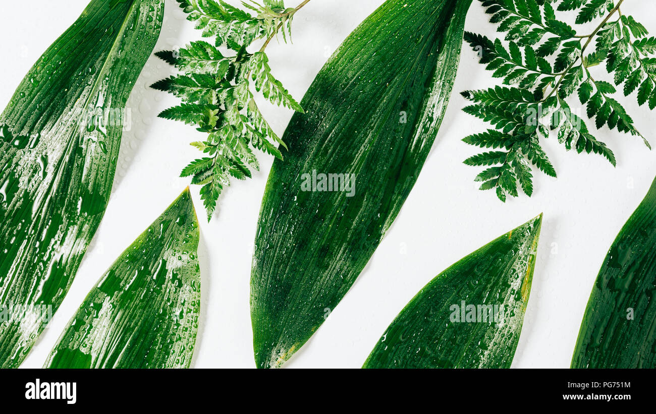 flat lay with assorted green foliage with water drops on white backdrop ...