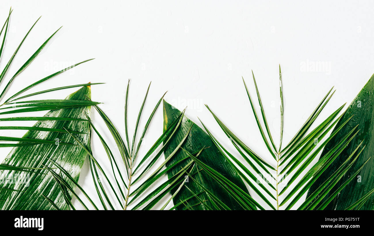 flat lay with assorted green foliage with water drops on white backdrop ...