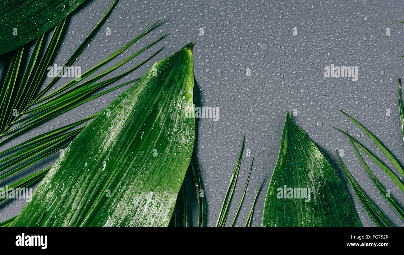 flat lay with assorted green foliage with water drops on grey backdrop ...