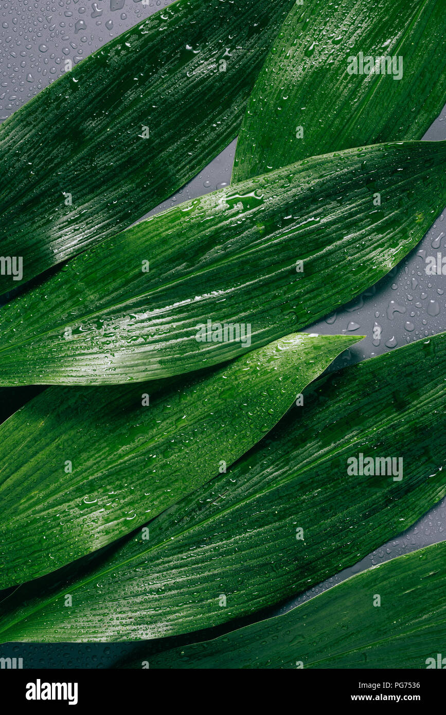 flat lay with arranged green leaves with water drops on grey backdrop ...