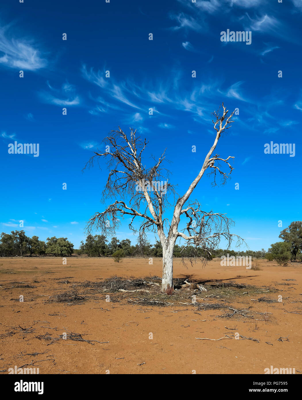 Dead Tree, blue sky and wispy clouds in the Australian outback Stock ...
