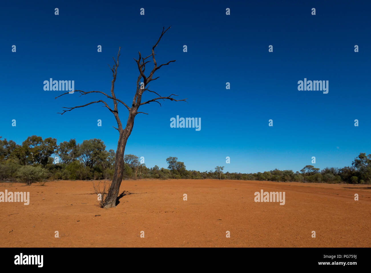 Old gnarly tree and blue sky in the Australian outback Stock Photo - Alamy
