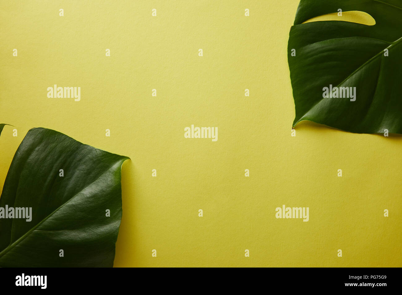 top view of palm tree leaves on yellow surface Stock Photo - Alamy