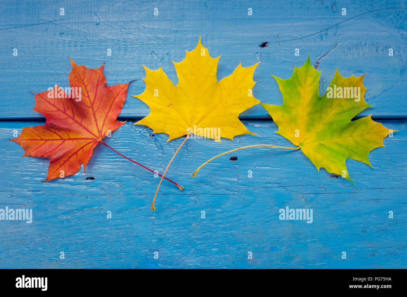 Autumn leaf life cycle. Autumn background with colorful fall maple ...