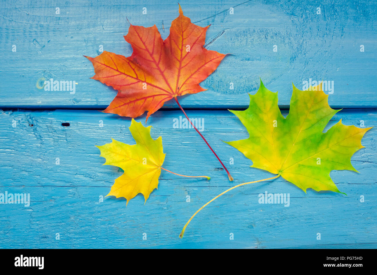 Autumn leaf life cycle. Autumn background with colorful fall maple ...