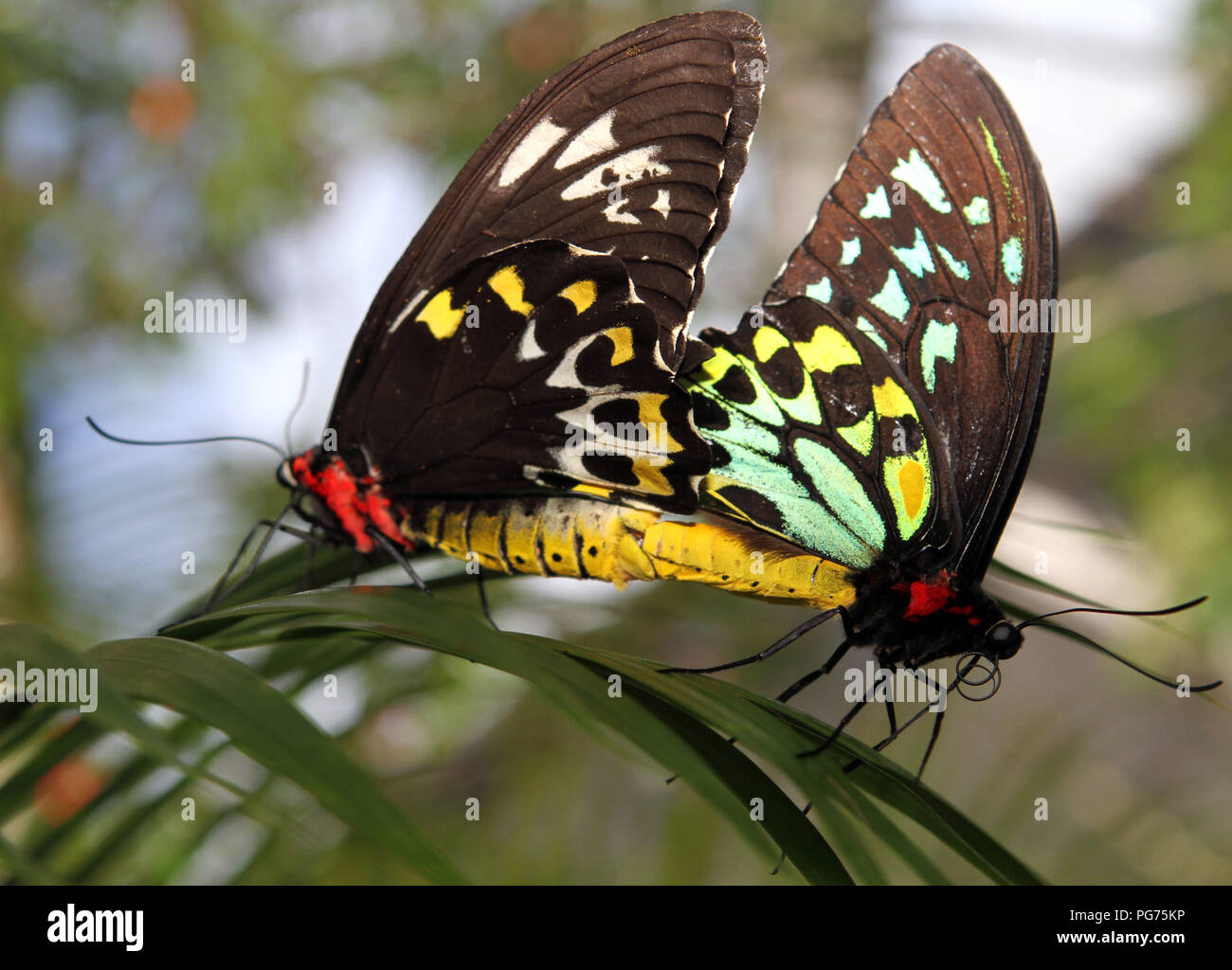 Mating swallowtail butterfly hi-res stock photography and images - Alamy