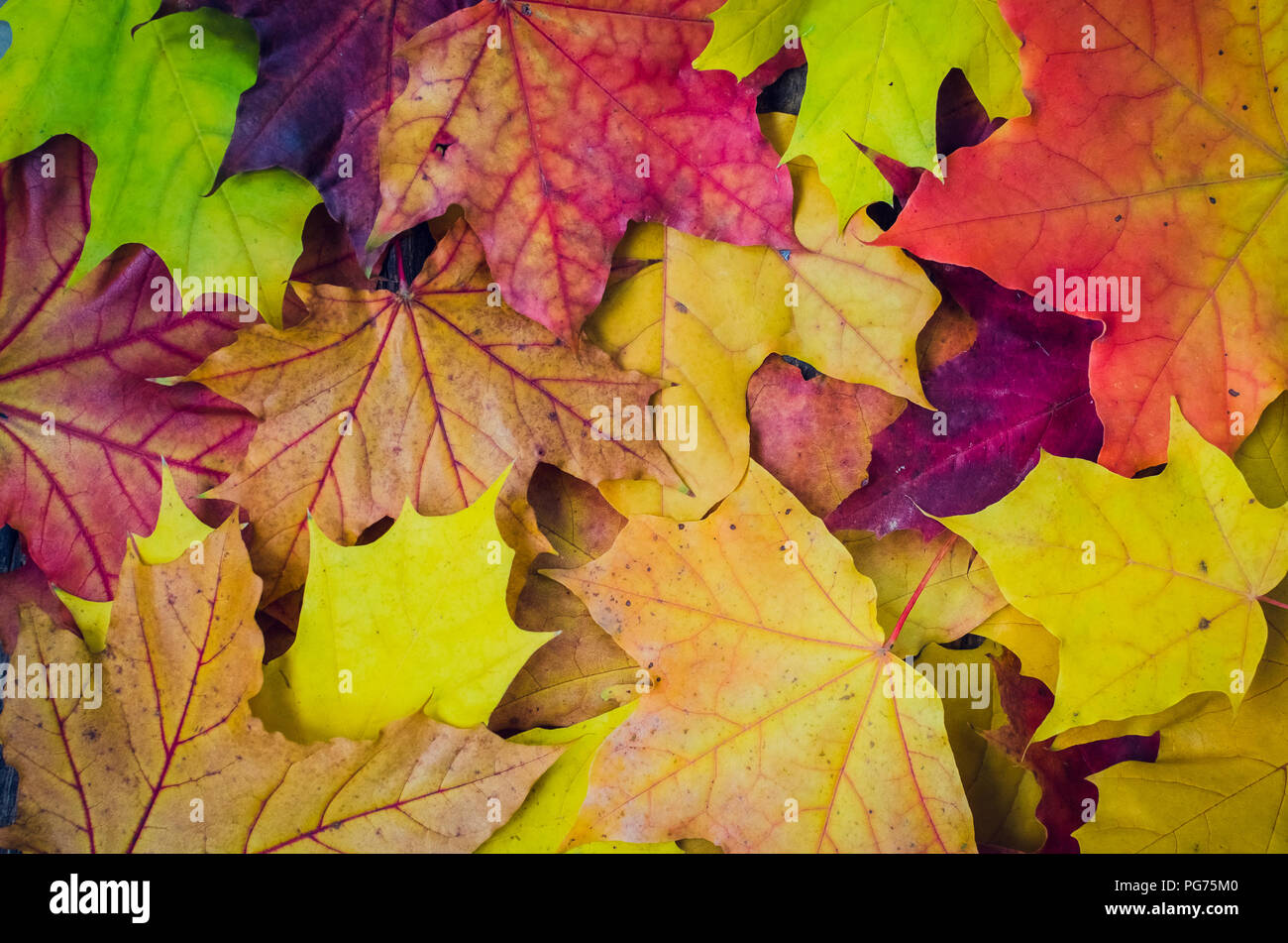 Autumn background texture with colorful fall maple leaves. Thanksgiving ...