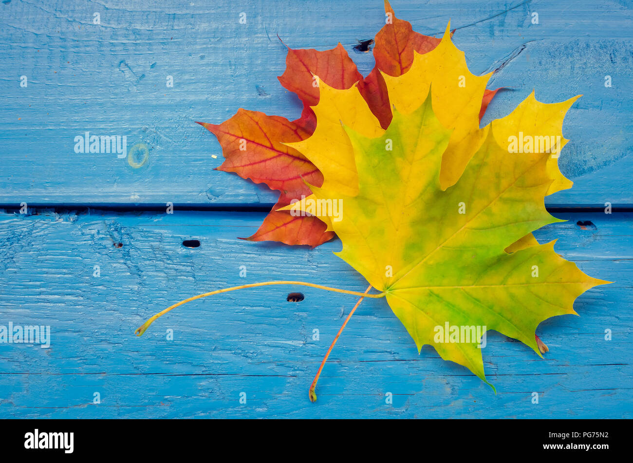 Autumn leaf life cycle. Autumn background with colorful fall maple ...