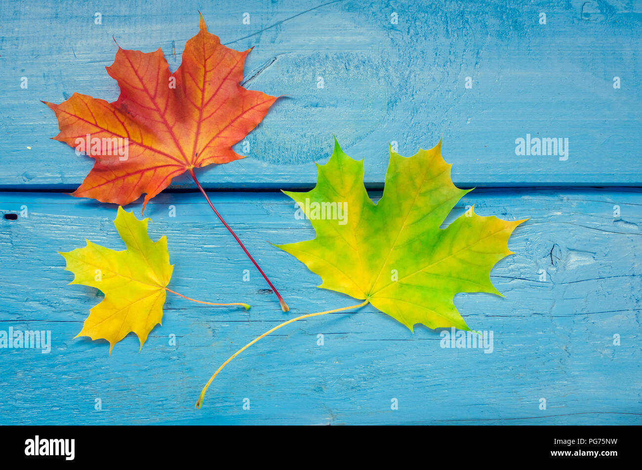 Autumn leaf life cycle. Autumn background with colorful fall maple ...