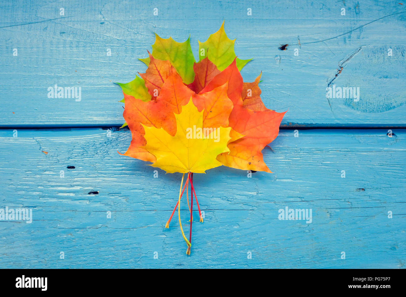 Autumn leaf life cycle. Autumn background with colorful fall maple ...