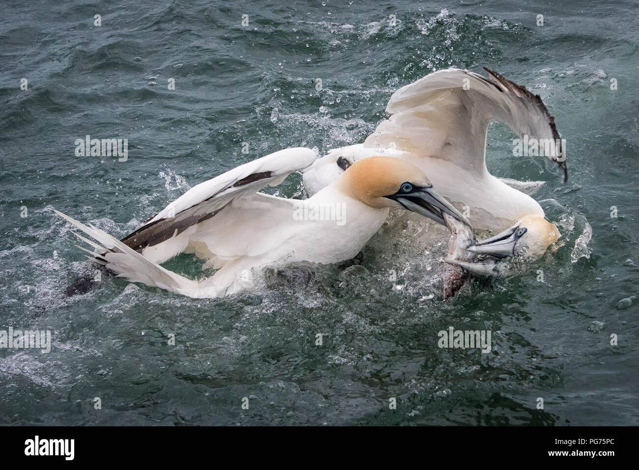 Arguing over fish hi-res stock photography and images - Alamy