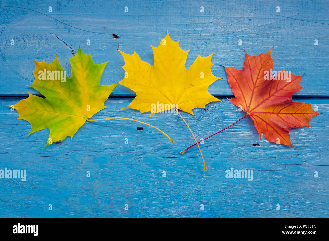 Autumn leaf life cycle. Autumn background with colorful fall maple ...