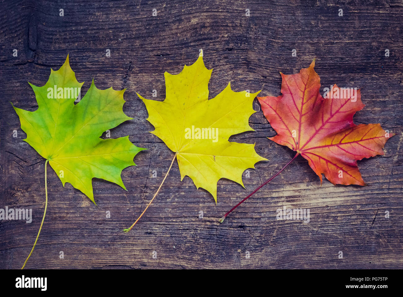 Autumn leaf life cycle. Autumn background with colorful fall maple ...
