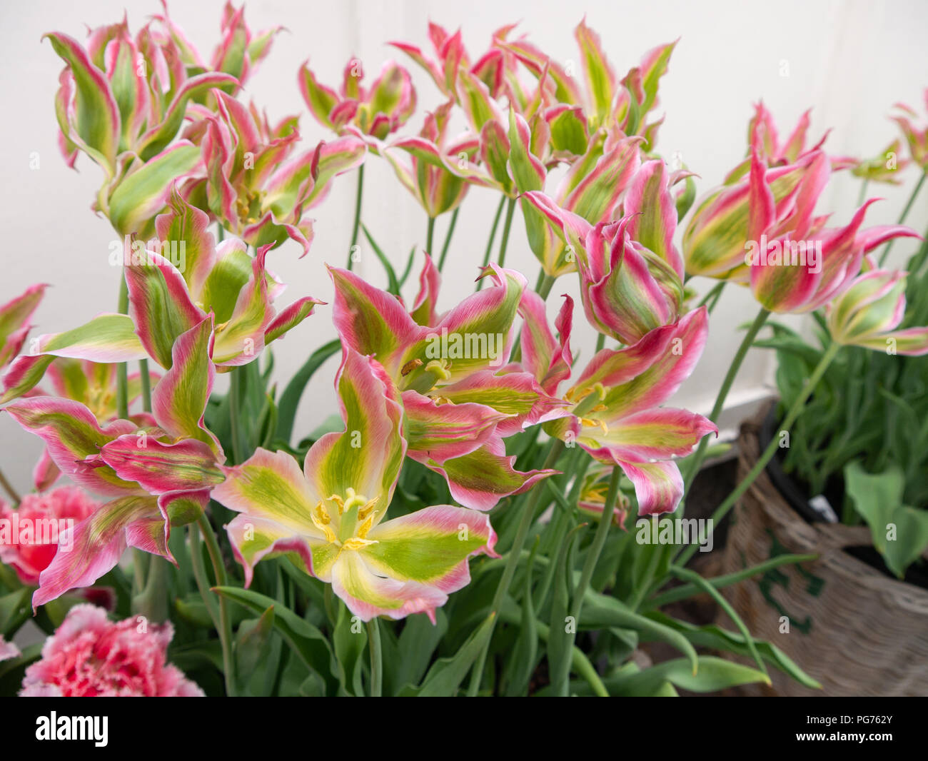 Tulips floral hi-res stock photography and images - Alamy