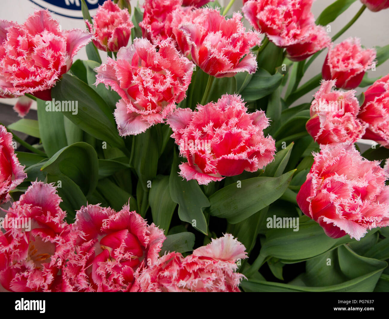 Tulips floral hi-res stock photography and images - Alamy