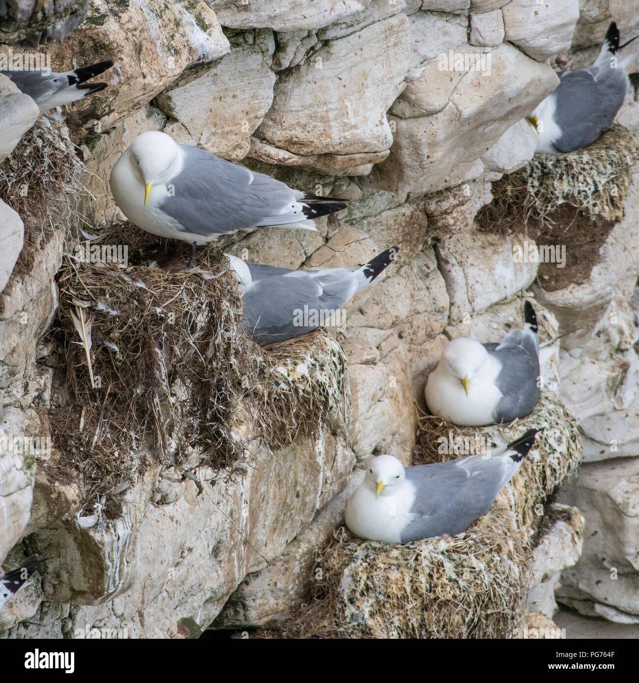 Cliff nesting kittiwakes hi-res stock photography and images - Alamy