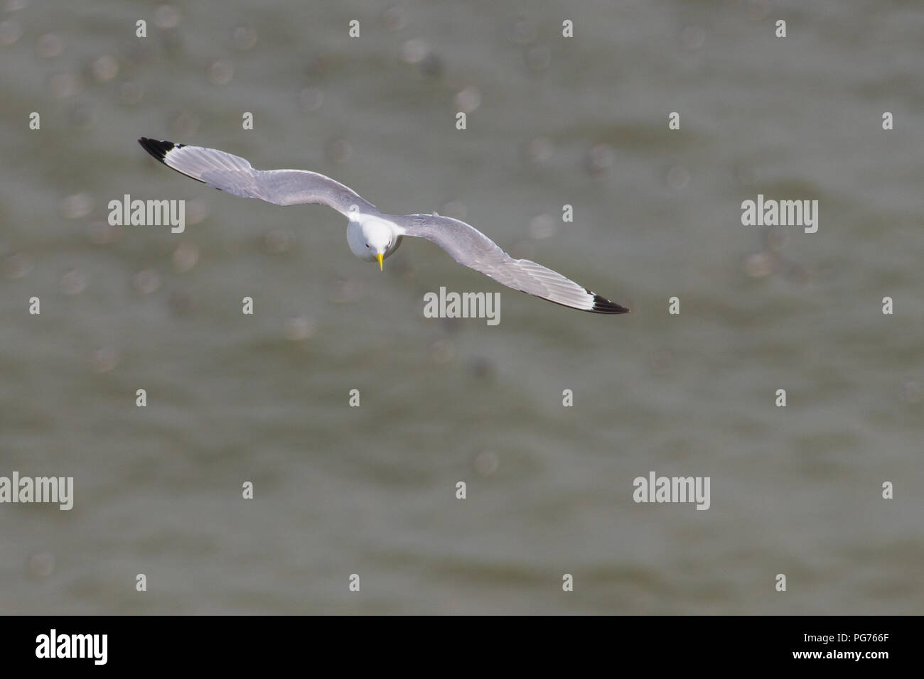 Herring Gull Flying Over Sea Stock Photo - Alamy