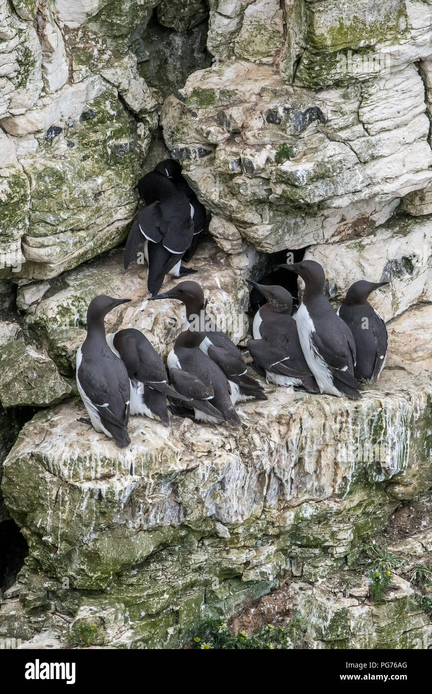 Cliff nesting british birds hi-res stock photography and images - Alamy
