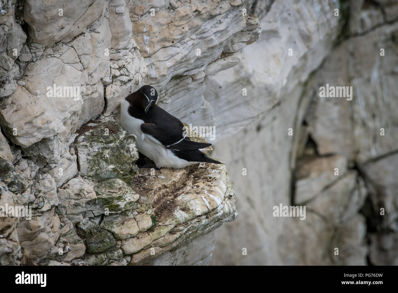 Cliff nesting birds hi-res stock photography and images - Alamy