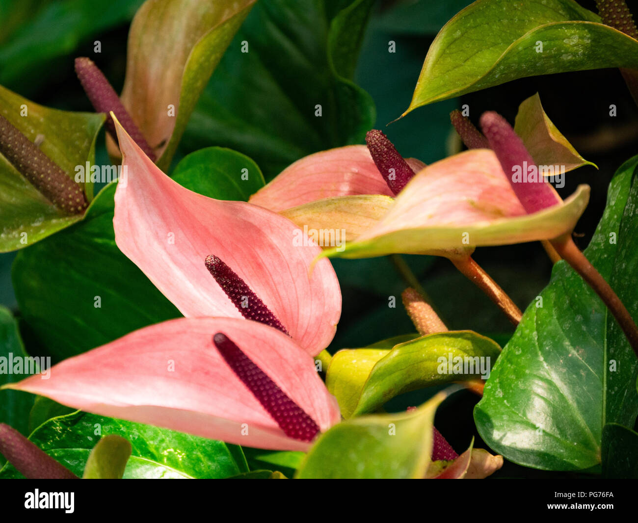 Foliage anthurium hi-res stock photography and images - Alamy