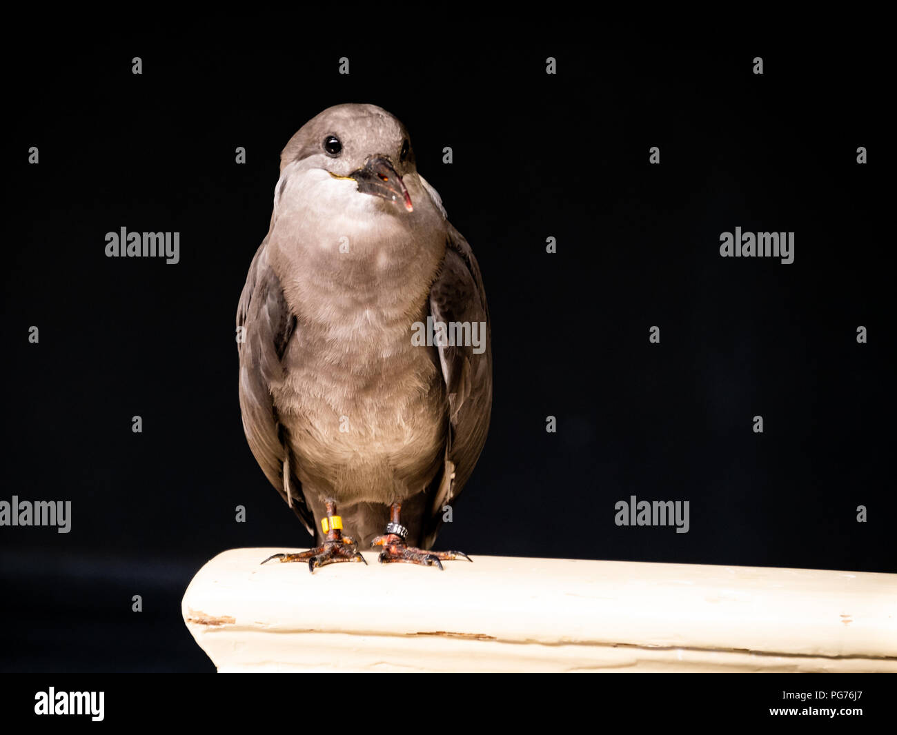 Larosterna inca hi-res stock photography and images - Alamy