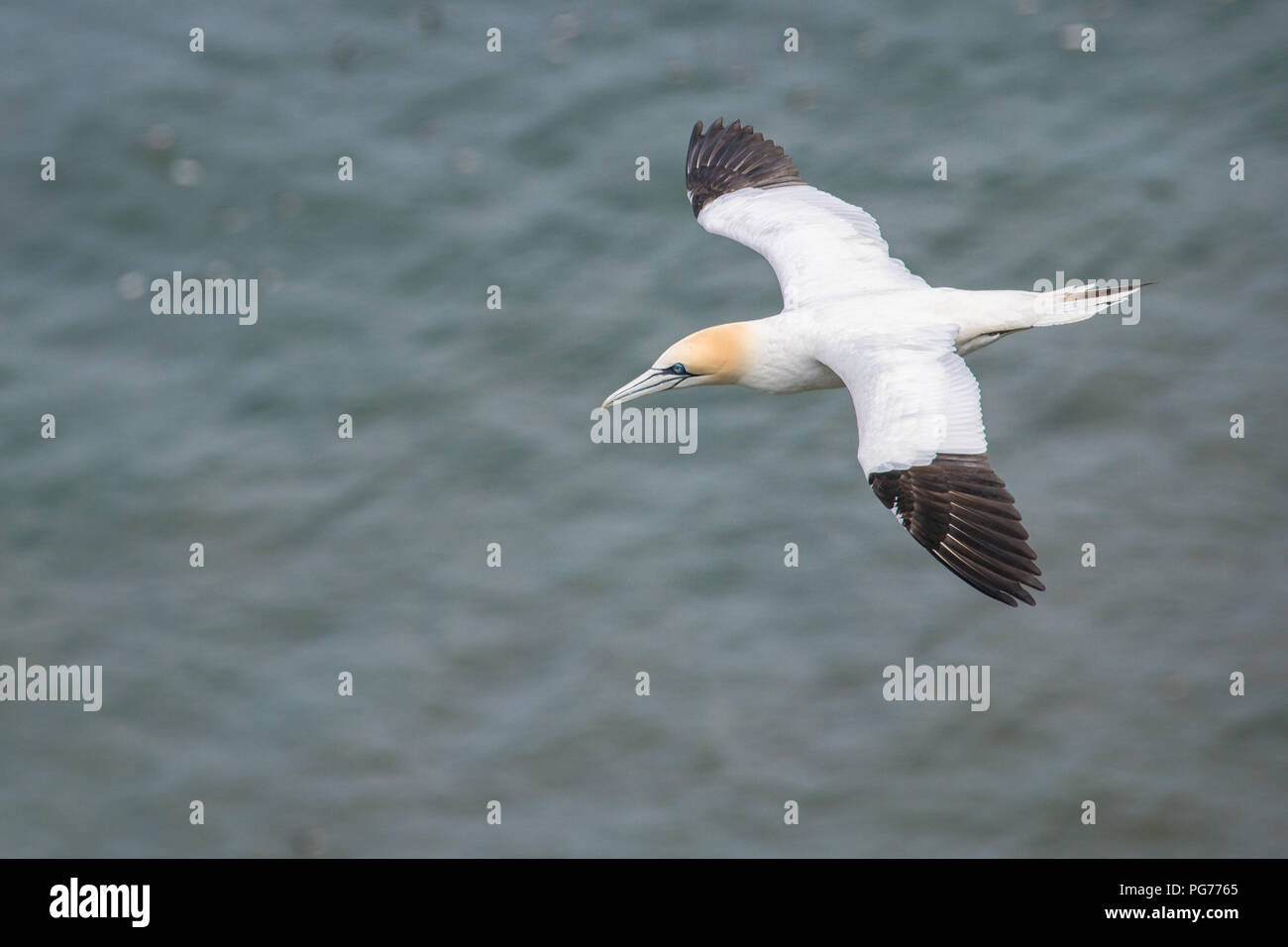 Morus bassanus flying over hi-res stock photography and images - Alamy